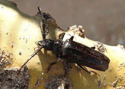 Arizona Beetles Bugs Birds And More Our Place At Night