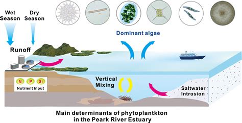 Freshwater Phytoplankton Species