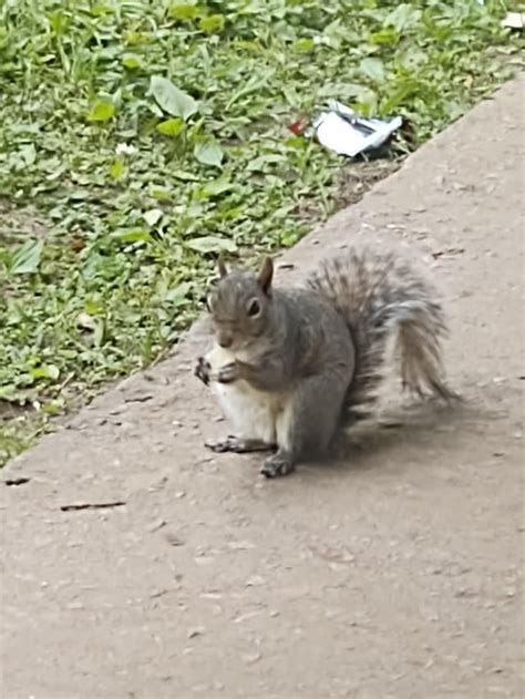 A Squirrel Eating Chips R Squirrels