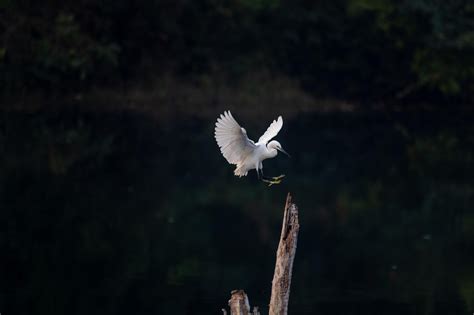 Burung Kuntul Kecil Foto Gratis Di Pixabay Pixabay