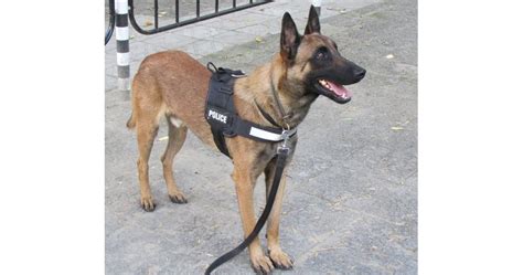 Полицейски кучета показват как се търси взрив на фестивала С деца на тепе