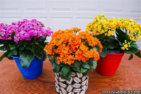 Is A Calandiva Plant A Perennial | Home and Garden Reference