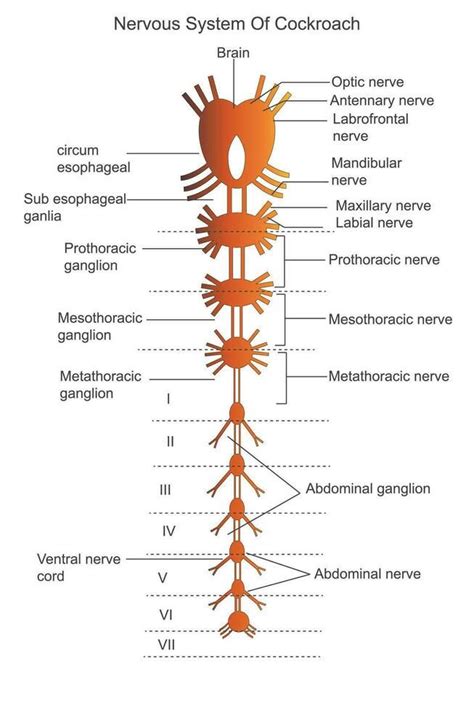 Nervous System Of Cockroach Anatomy Diagram