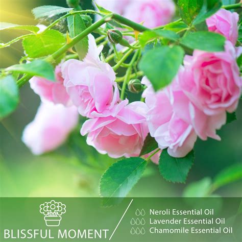 Neroli Oils 100 Pure Phatoil