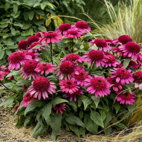Raspberry Beret Echinacea Beautiful Pink Flowers