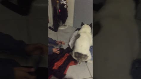 Le Chien Qui Baise Youtube