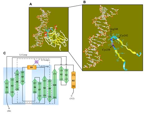 Structure Of P53 Dna Binding Core Domain A Core Domain Dna Complex