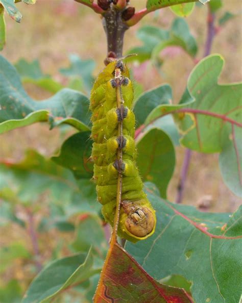 Nectar And Host Plants For Selected Mid Atlantic Butterflies And Moths