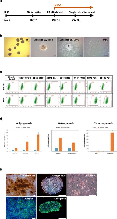 New Method And Validation Of MSC Differentiation From IPSC Using MSC Download Scientific