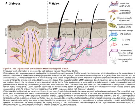 Somatosensory Receptors Kines 200 Introductory Neuroscience