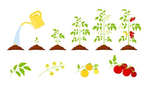 Premium Vector Tomato Plant Growth Stages From Seed To Ripening Red