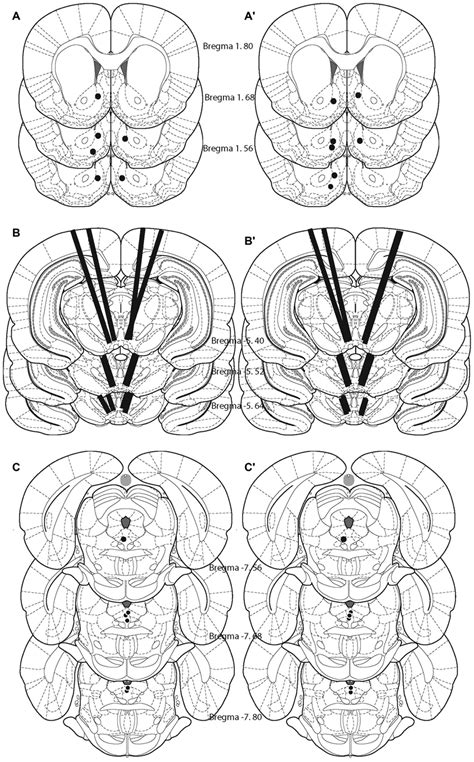 location of the tips of the carbon fibers fast scan cyclic
