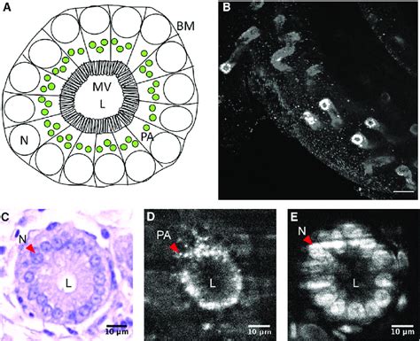 A Schematic Of Sst Transverse Section Showing Cellular Polarization Download Scientific