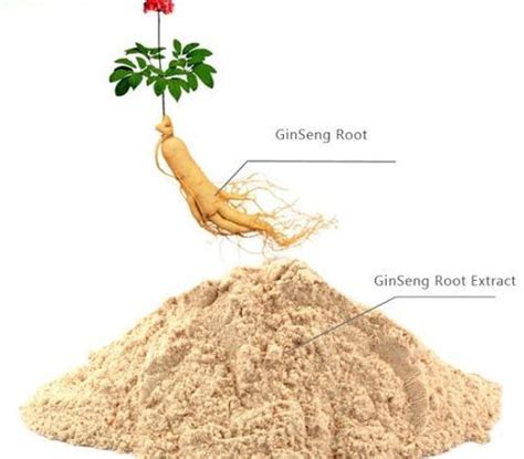 What Are The Extraction Methods Of Ginsenosides Knowledge Xian