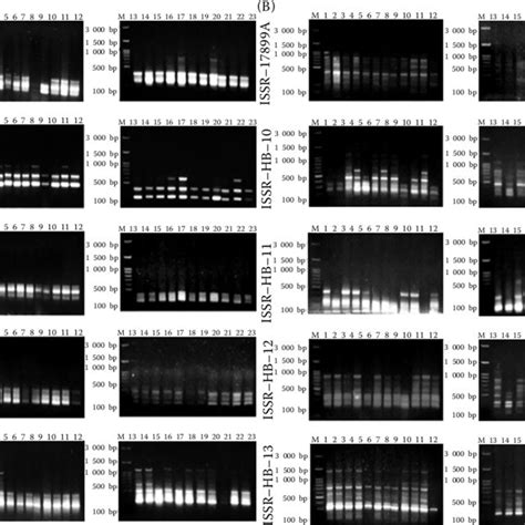 a scot pcr profile of 23 mango genotypes generated by the five