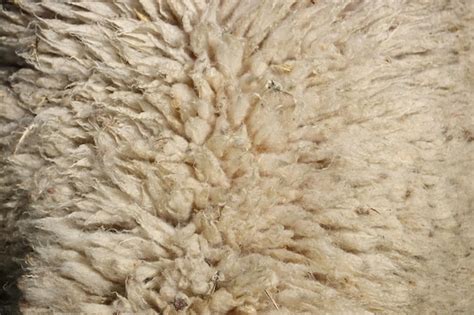 Premium Photo Macro Photography Of Sheep Wool Texture