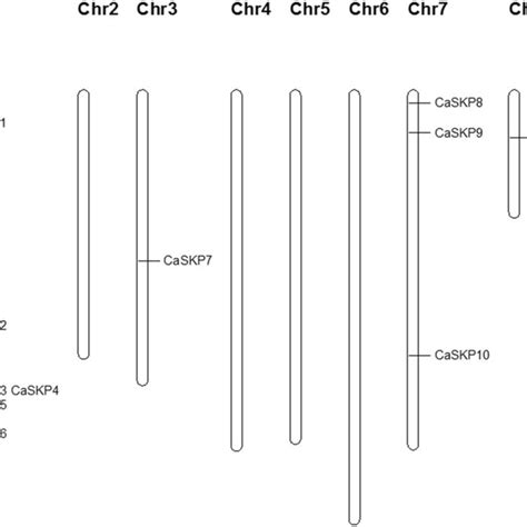 Distribution Of Caskp Genes On Different Chickpea Chromosomes The Download Scientific Diagram