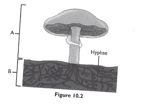 Exploring Creation With Biology Module 10 Part 2 Diagram Quizlet