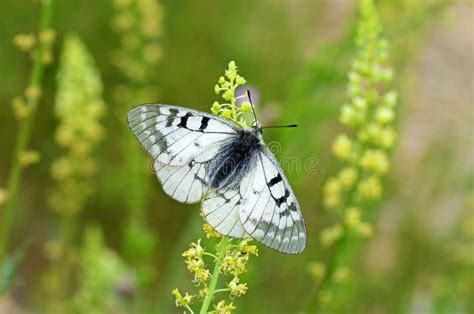 Parnassius Mnemosyne The Clouded Apollo Butterfly Butterflies Of