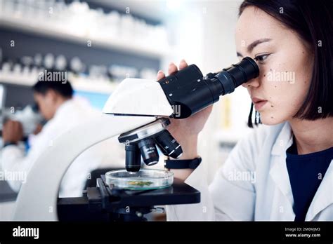 Woman Leaf And Scientist With Microscope For Research Plant Testing Or Analysis Food Science