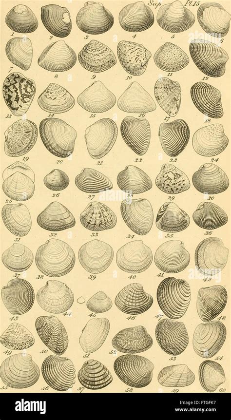 An Illustrated And Descriptive Catalogue Of Recent Bivalve Shells 1842