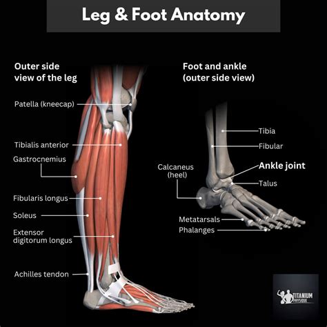 Anatomy Of Leg And Foot