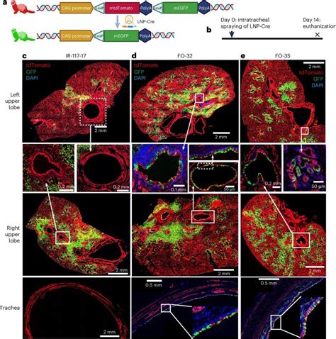 Samee Ullah On Linkedin Lion Ionizable Lipid Design Artificial