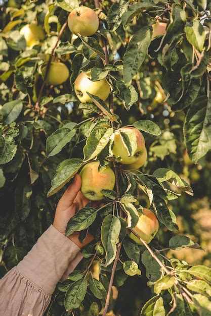 Premium Photo Farmer Picking Green Apple From Tree Woman Harvesting