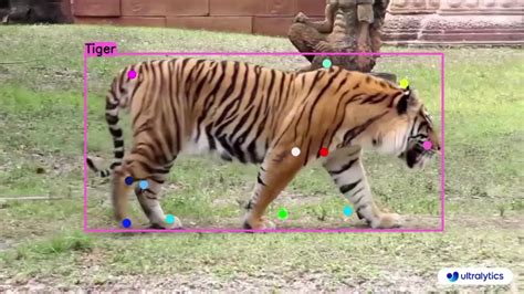ultralytics on linkedin computervision objectdetection tigerpose