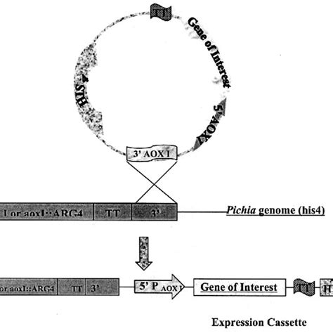 Pdf Pichia Pastoris A Notable Heterologous Expression System For The