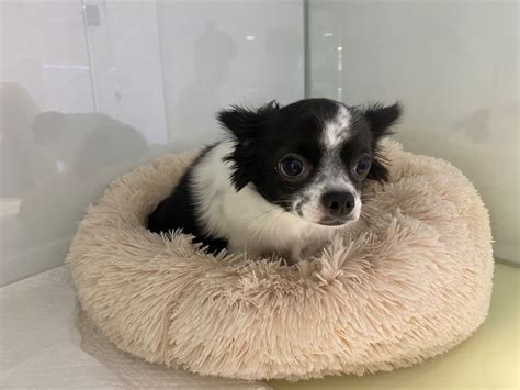 장모치와와 레오 말티즈크기 말티푸크기 푸들크기 먼치킨크기 랙돌크기 브리티쉬숏헤어크기 스코티쉬폴드크기 러시안블루크기 강아지크기 고양이크기 유기견임시보호 유기묘임시보호 강아지