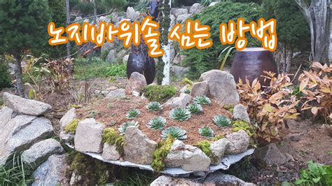 노지바위솔 심는방법 친절한광자씨 Youtube