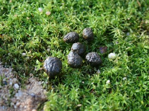 Soñar Con Caca De Conejos