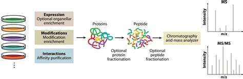 Quantitative Proteomics Analysis Service Biopharmaceutical MtoZ Biolabs