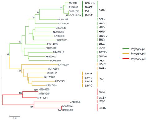 Phylogenetic Reconstruction By Inference Of Nucleoprotein Gene