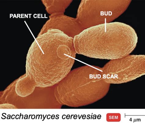 Biol 2401 Eukaryotic Pathogens Unit 3 1 Flashcards Quizlet
