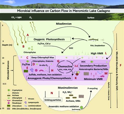 Chemosynthesis Cycle