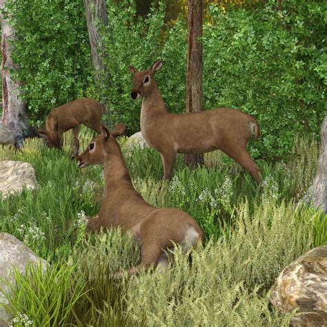 Amv Fawn For Poser Free Daz Content By Lunas20