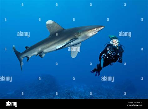 Diver Watching Oceanic Whitetip Shark Carcharhinus Longimanus Red Sea Daedalus Reef Marsa