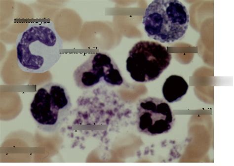 Cell Bio Lab Staining Techniques Diagram Quizlet