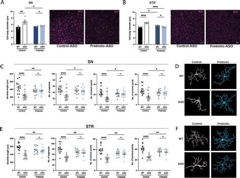 A Prebiotic Diet Modulates Microglial States And Motor Deficits In α Synuclein Overexpressing