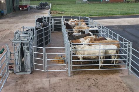 Fixed Cattle Handling Systems Cattle Handling Iae Agriculture Fixed Cattle Handling Systems Cattle Handling Iae Agriculture