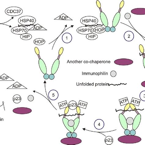 Exemplary Chaperone Cycle Of Hsp90 The Consecutive Steps Are Marked