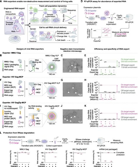Engineering Rna Export For Measurement And Manipulation Of Living Cells Cell