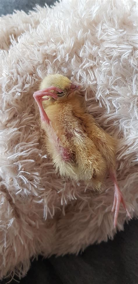 quails leg seems to bend in the wrong direction can anyone advise if