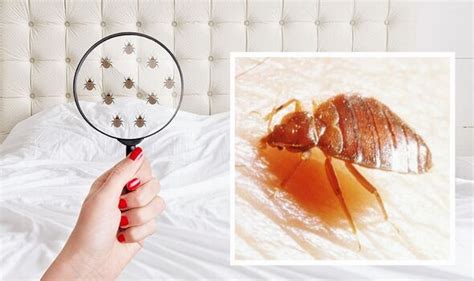 Integrated Bed Bug Management