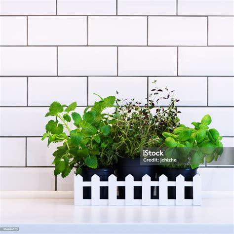 민트 타임 바 질 파 슬 리식탁 벽돌에 흰색 나무 상자에서 향기로운 부엌 허브 타일 배경 요리 향신료 식물 화분 최소한의 라이프 스타일 개념입니다 Copyspace 0명에