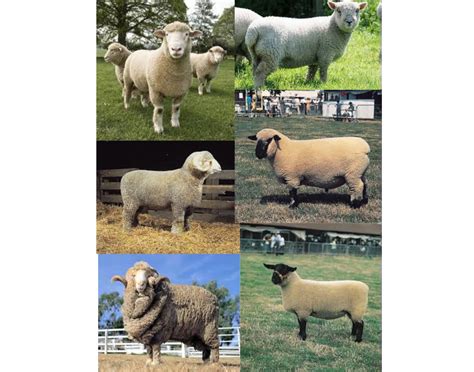 Types Of Sheep — Printable Worksheet