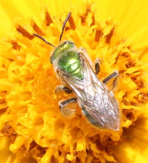 18 Types Of Green Bees 18 Different Types Of Bees With Pictures Pwadc