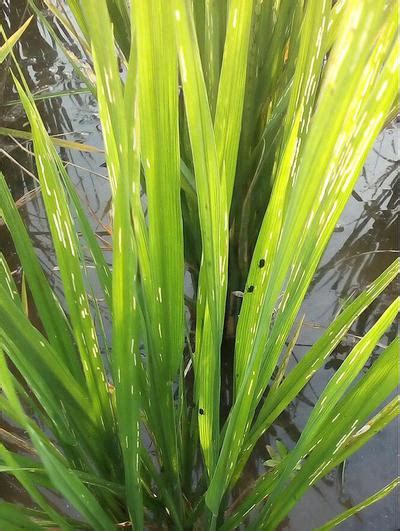 Rice Hispa Pests And Diseases